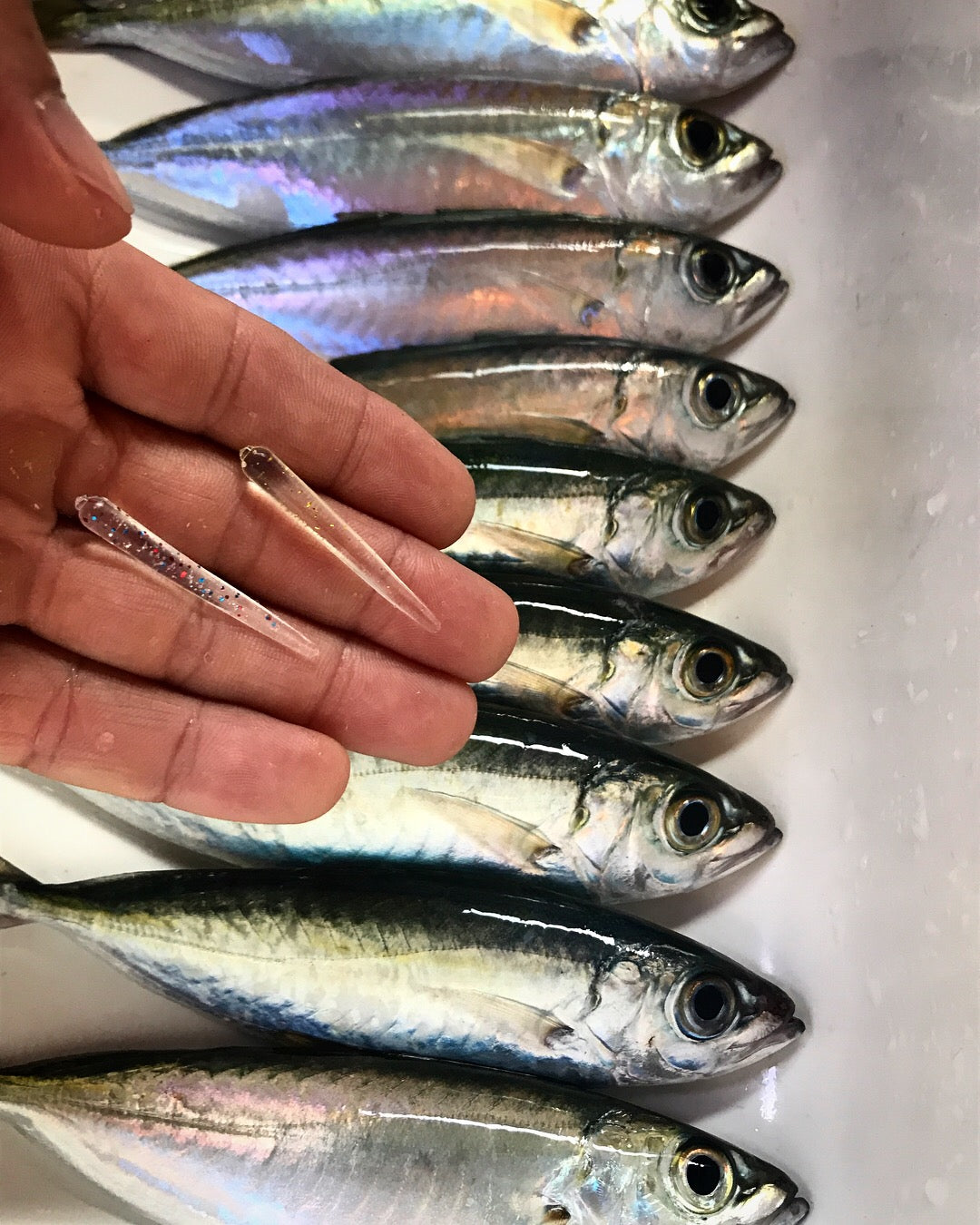 1.5" Bloodworms 60 pack. – Campania Lures